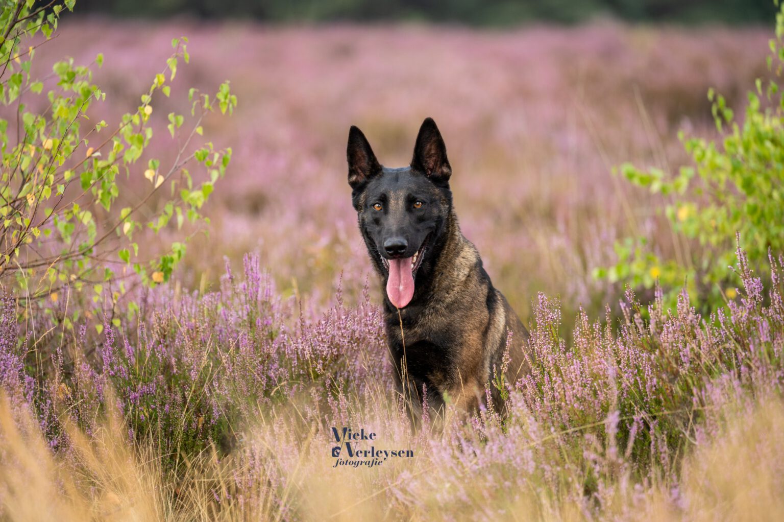 Mechelse Herder Pups